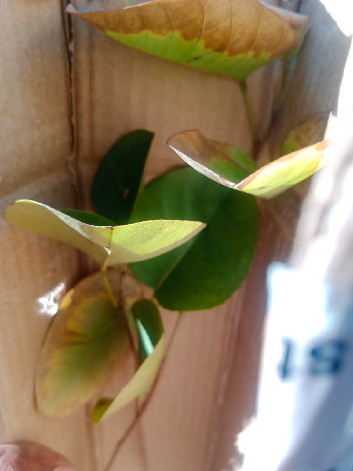 Greenvalue Red Sandalwood Lal Chandan Tree Live Plant Healthy Sapling ...