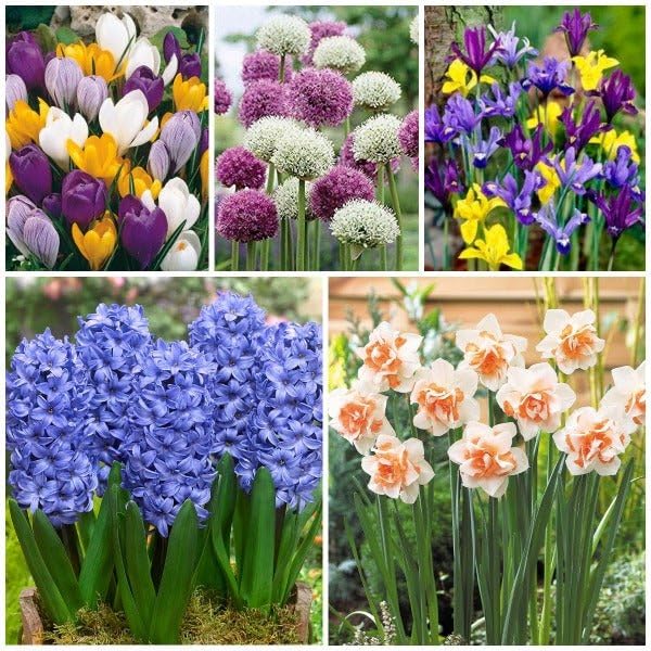 Mphmi Seedless Plant Flower Bulbs Plants Amazing Flower Bulbs - (15 ...