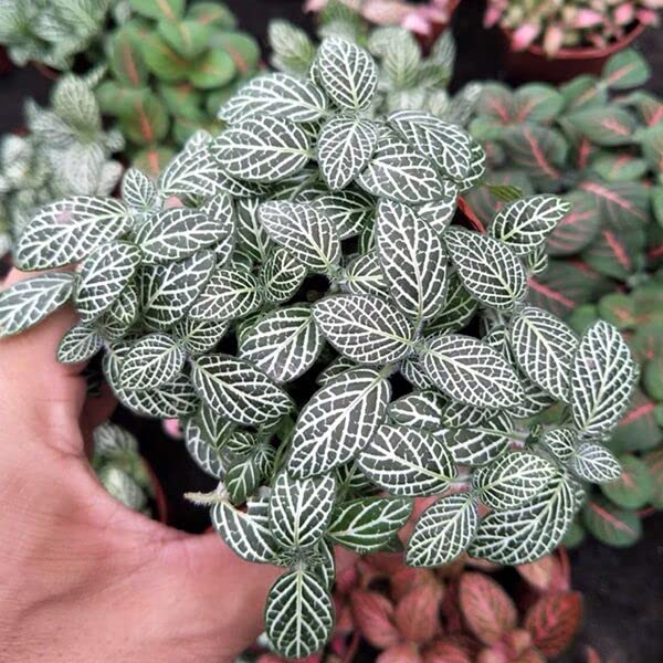 Buy White Fittonia Albivenis , Nerve , 4 in Pot ing Ornaments Perennial ...