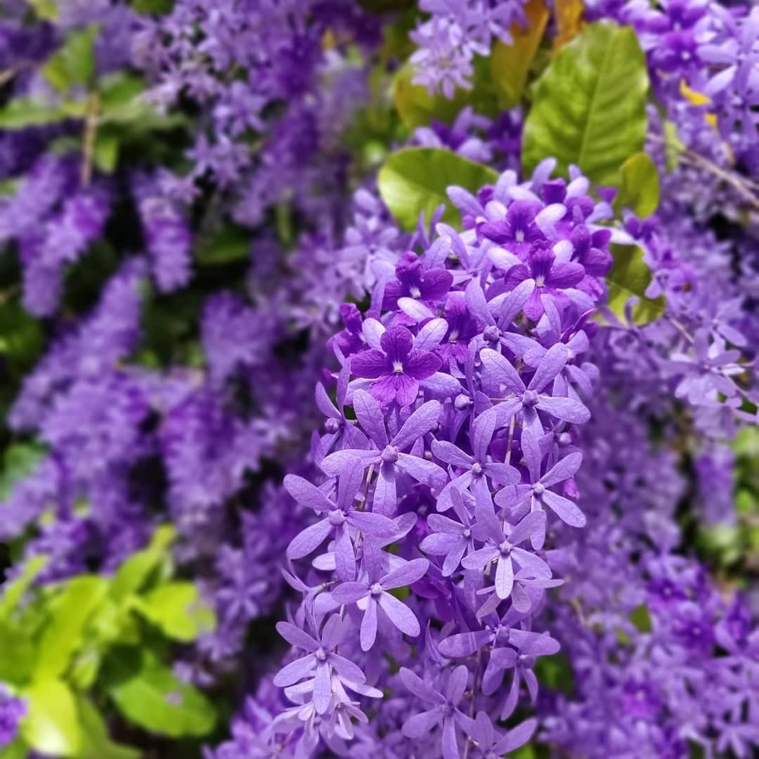 BONOBITHI Basor lata Climbers Vines Scarlet Clock Vine Chonga lota ...