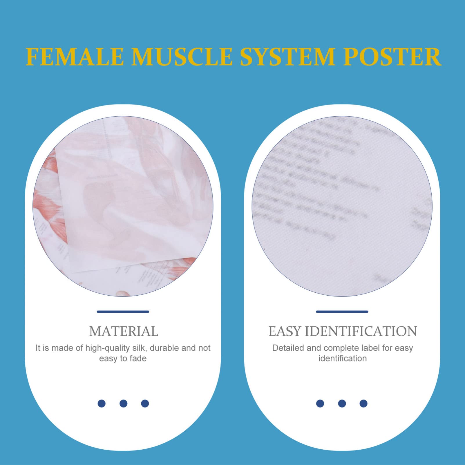 ULTECHNOVO Muscel System Anatomical Poster Female Muscular System Chart ...
