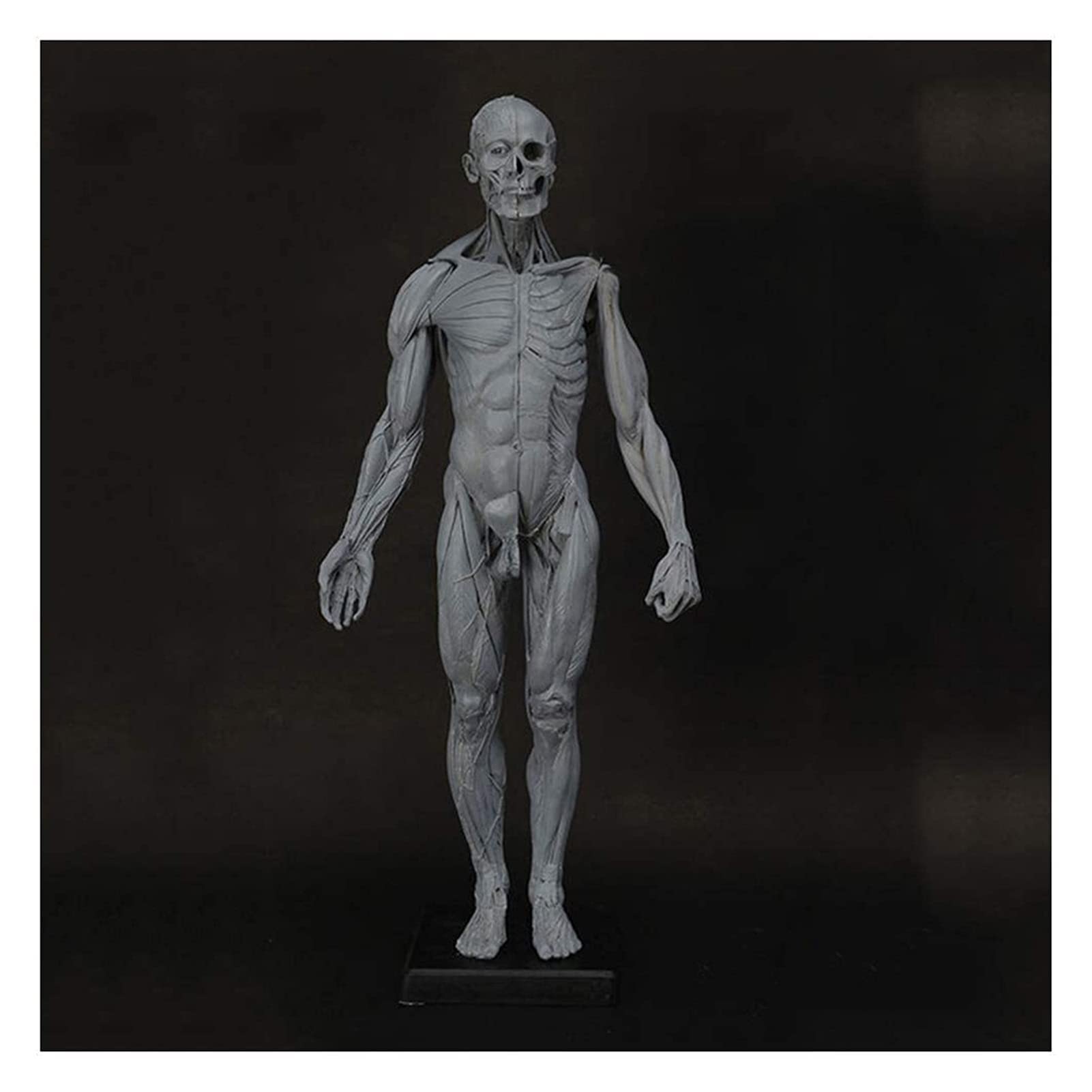 Buy COLiJOL Anatomy Diagram Male Anatomy Figure Human Muscle Skeleton ...