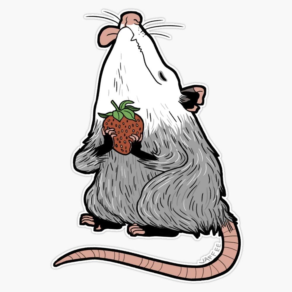 Amazon.com: Strawberry Possum Sticker Vinyl Bumper Sticker Decal ...