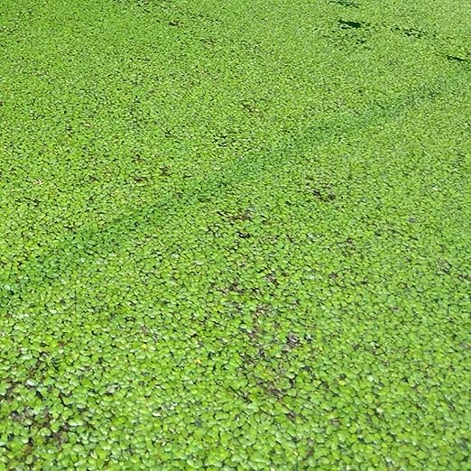 Giant Duckweed Plants for Aquarium, Ponds, Aquaponics (Aquatic/Water ...