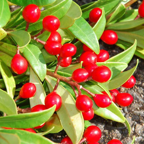 Plant World Seeds - Skimmia Japonica Seeds (Tree & Shrub Seeds ...