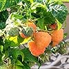 Amazon.com : Set 4 Fall Gold Raspberry Plants Live 5 to 8 Inch Tall ...
