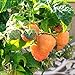 Amazon.com : Set 4 Fall Gold Raspberry Plants Live 5 to 8 Inch Tall ...