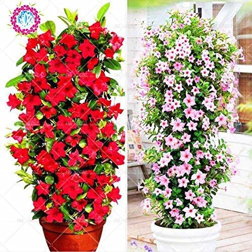 vegherb 5: 100pcs / Sac Mandevilla Sanderi -Dipladenia Sanderi Graines ...