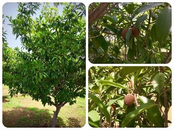 MB Plant shop chiku sobeda fruit plant pack of 1 : Amazon.in: Garden ...