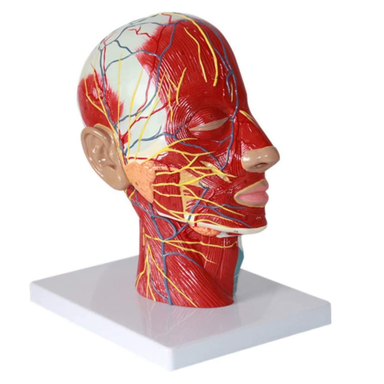 Buy Body Model Human Torso Model Anatomical Model of The Brain Model ...