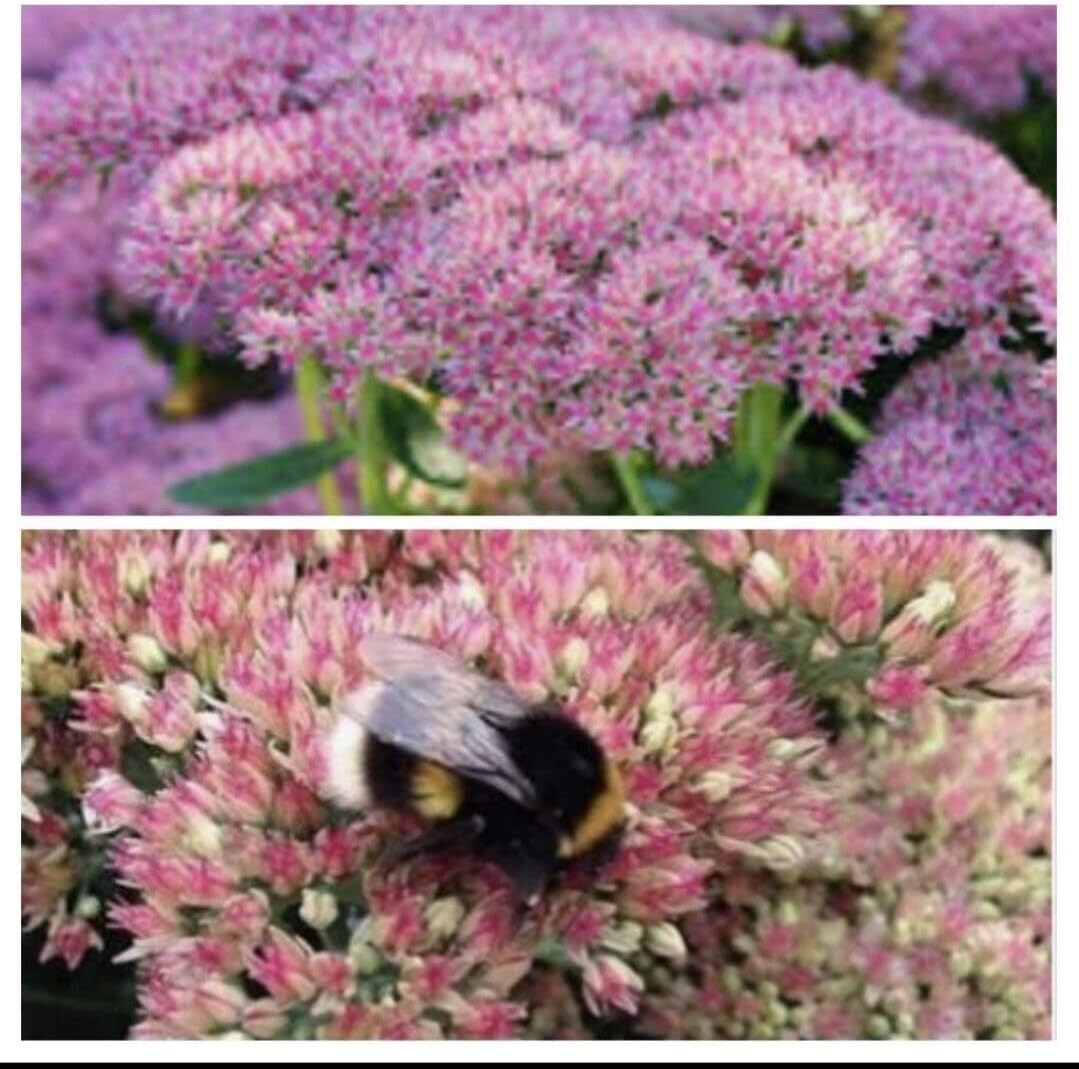 1x 2Ltr Potted Sedum Herbstfreude Autumn Joy Perennial Pink Flowering ...