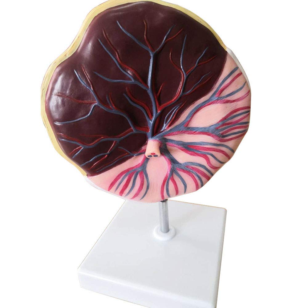 Buy Life Size Human Placenta Umbilical Cord Model, PVC Childbirth Model ...