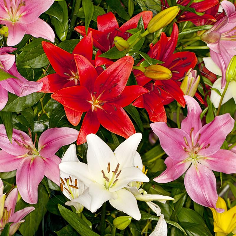 10 Best Asiatic Lily Bulbs to Brighten Your Garden This Year ...