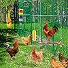 Amazon.com : Hipykat 9 Pack Chicken Toys for Coop Accessories - Chicken ...