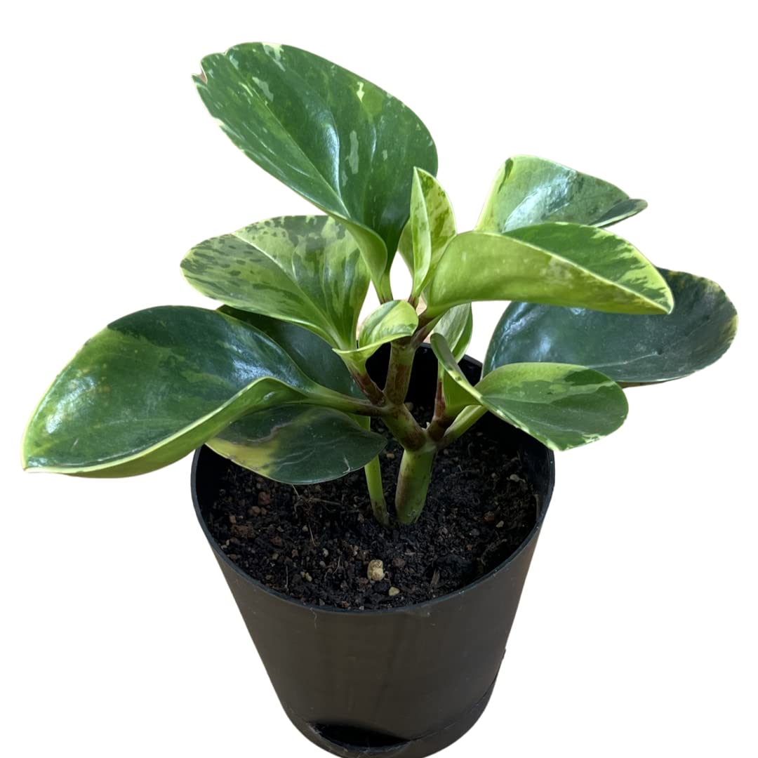 e Bageecha Peperomia Variegated Live Plant in Self Watering Pot ...