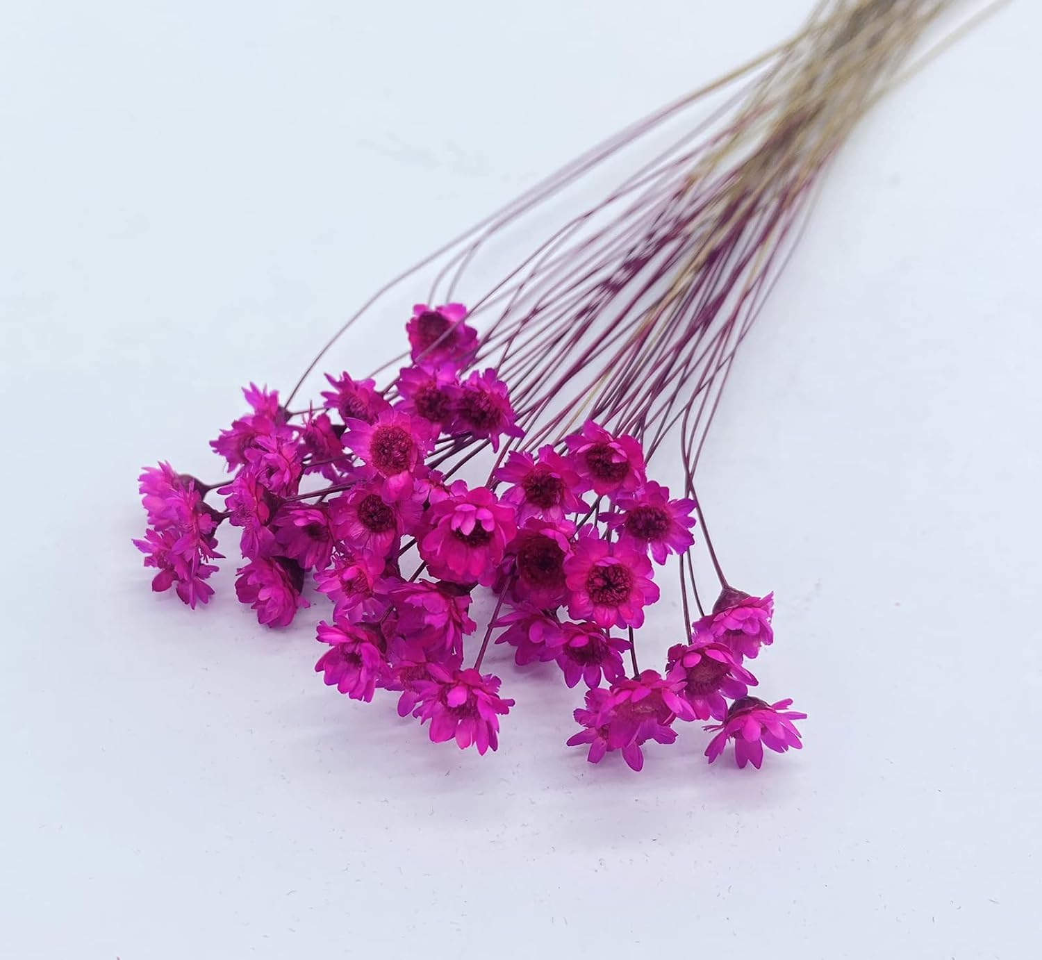 Amazon.com: MLSG 100 stems Natural Dry Flowers Brazilian Small Star ...