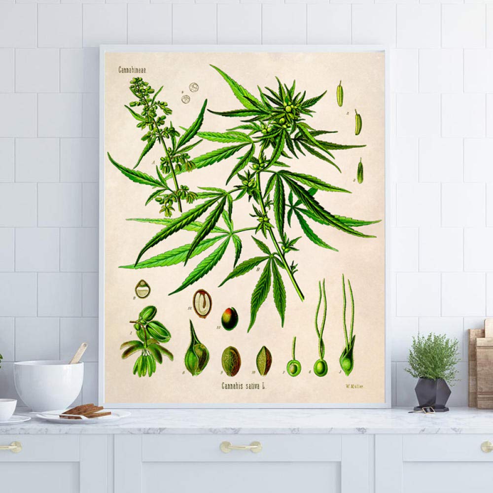 Illustrazione Della Pianta Di Cannabis
