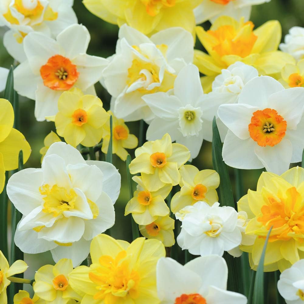 Spring Bulbs - Daffodil 'Mixed Selection' - 18 x Premium Bulb Pack ...