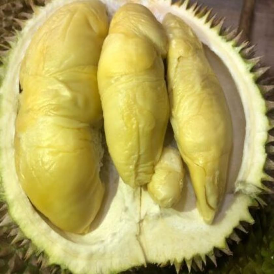 M-Tech Gardens Rare Durian (Golden Phoenix, Seedling) Exotic 1 Live ...