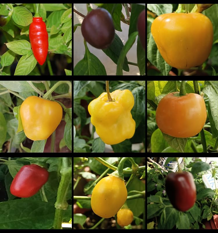 Rocoto Mercadona: Todo lo que debes saber sobre esta fruta picante en ...