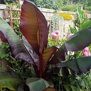 Amazon.com : Red Banana Tree, Live Banana Plant, Hardy Banana Plant ...