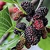 Amazon.com : Dwarf Everbearing Mulberry Tree 5-9 Inch Tall, Sweet ...