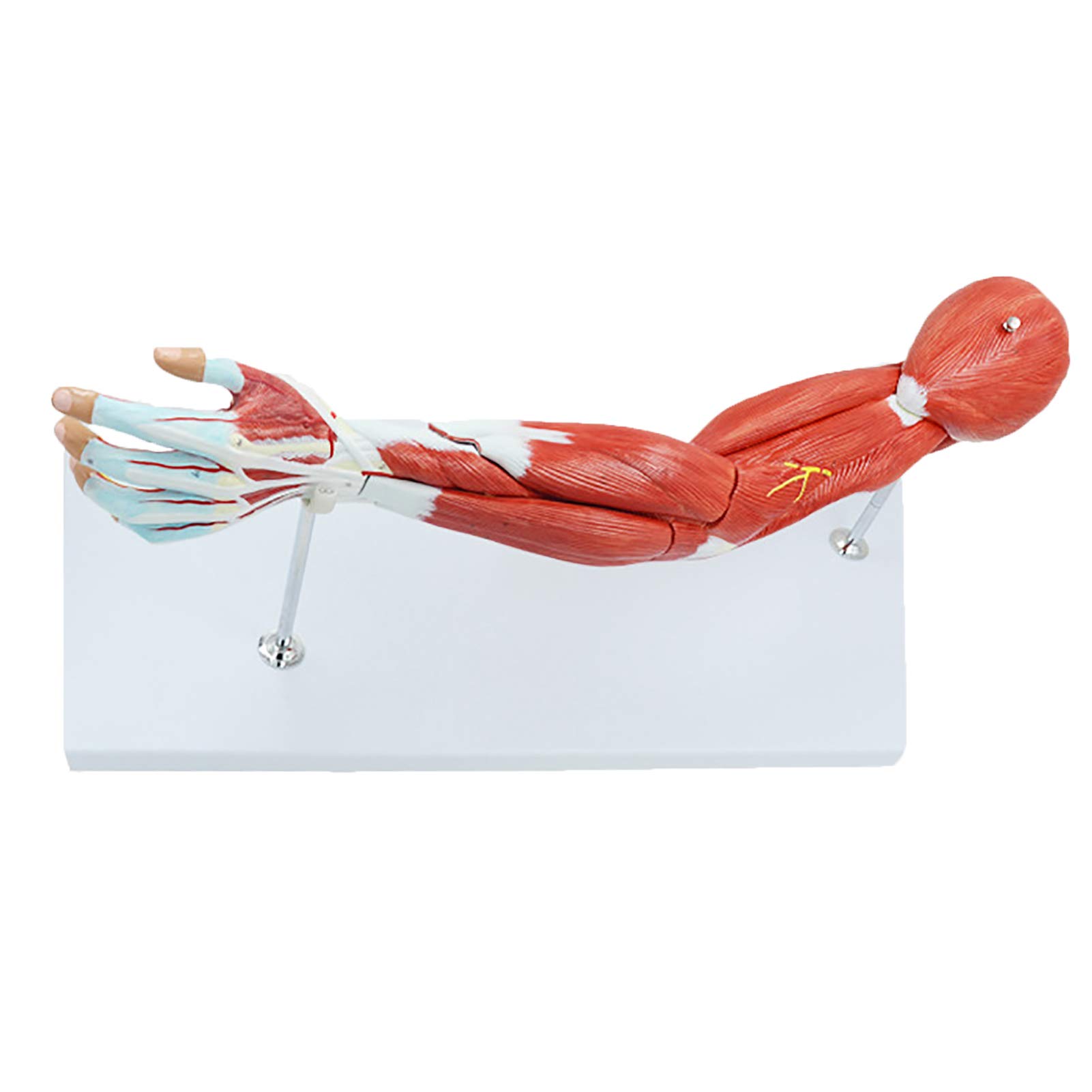 Buy N \ A Scientific Muscle Arm Anatomical Model, Upper Limb Muscle ...