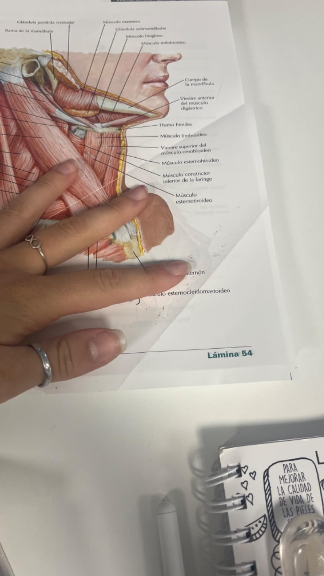 Netter. Atlas de anatomía humana. Abordaje regional : Netter, Frank H ...