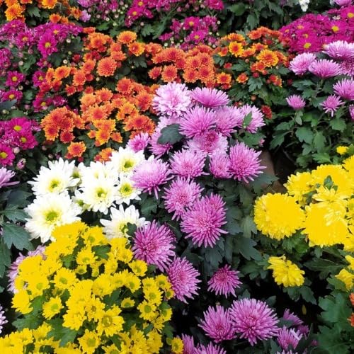 Mphmi Seedless Plant Plants Chrysanthemum Mix Plant Sapling (1pc ...