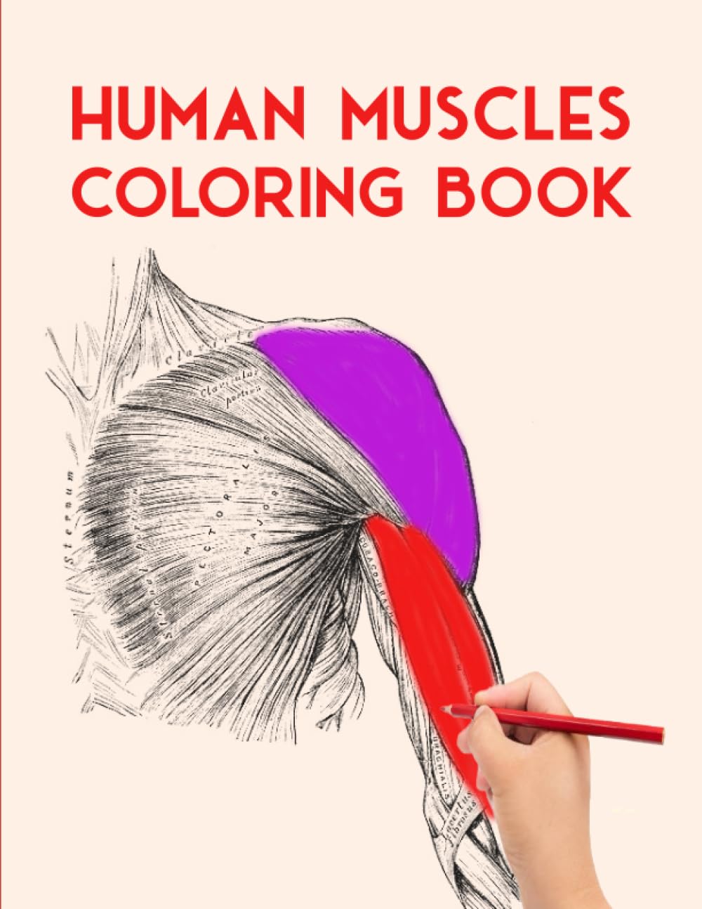 Amazon.com: Human Anatomy Coloring Book: An Enchanting Journey Through ...