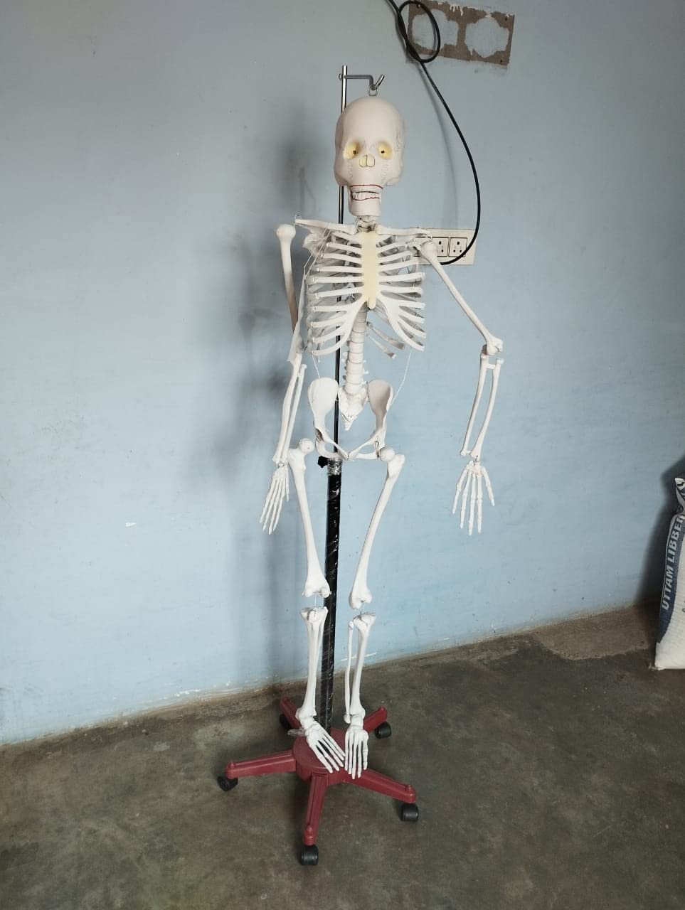 DROPLET Articulated Human Skeleton Model with Stand (5 feet) : Amazon ...