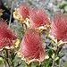 Amazon.com : 100PCS Prairie Smoke Seeds Plant Fresh Garden Seeds,Geum ...