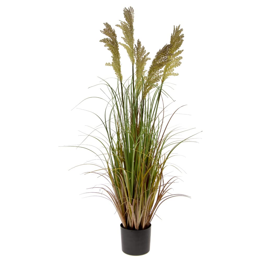 Indoor Ornamental Grass
