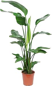 Strelitzia nicolai 120-140 cm Baumstrelitzie Baum-Paradiesvogelblume ...