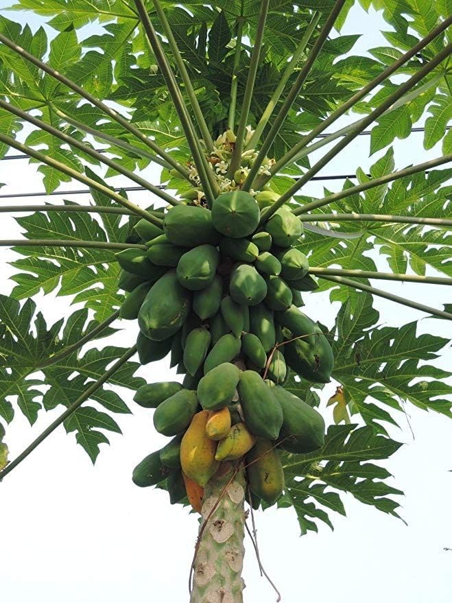 100 Semillas de Papaya Mexicana - Hat Du Du - Semillas de Papaya Carica ...