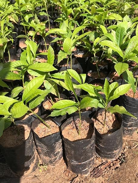 Tree of Chhattisgarh, Sal - Plant : Amazon.in: Garden & Outdoors