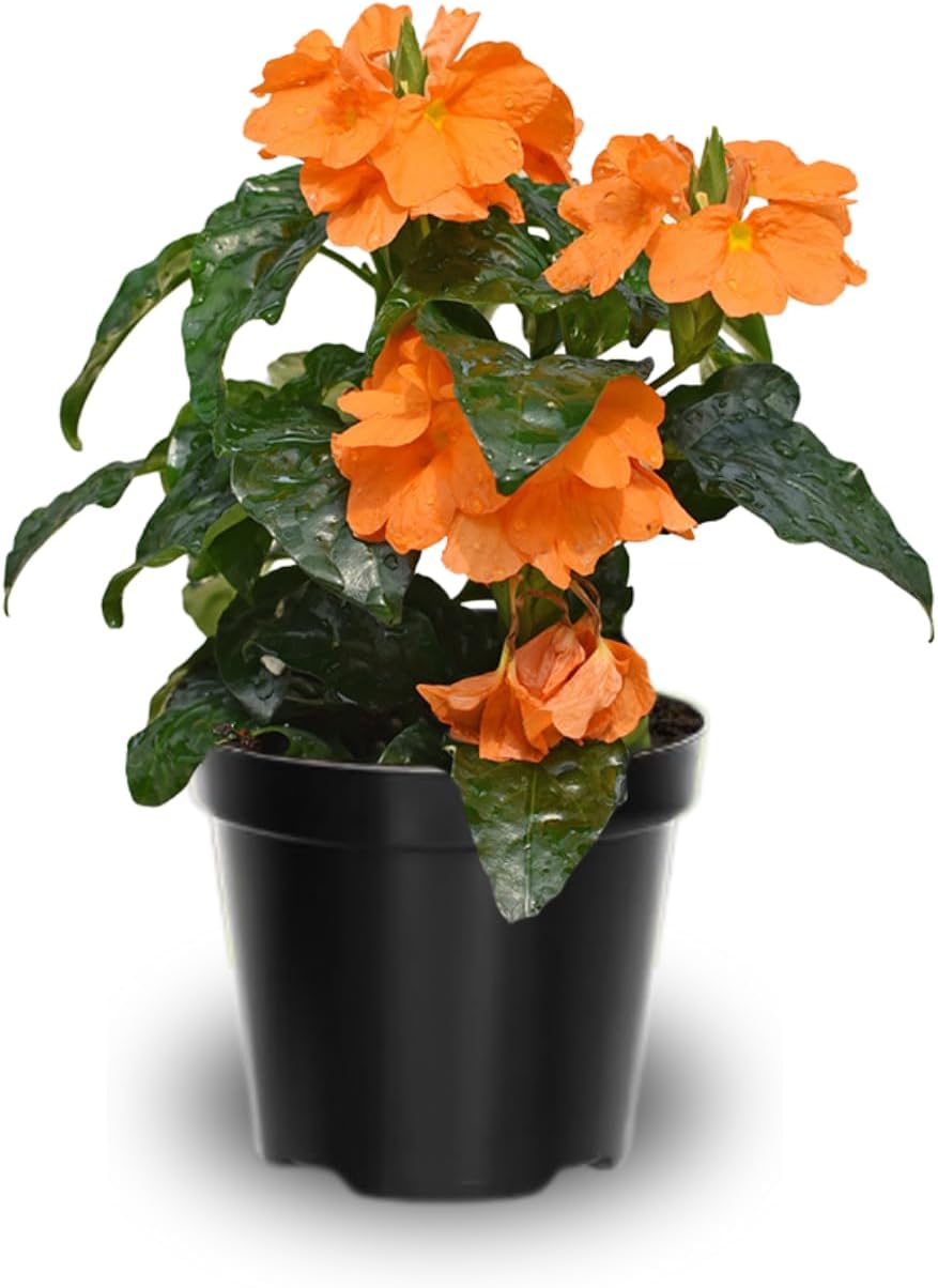 Amazon.com : 2 Orange Crossandra Plants Live, Crossandra Live Plant ...