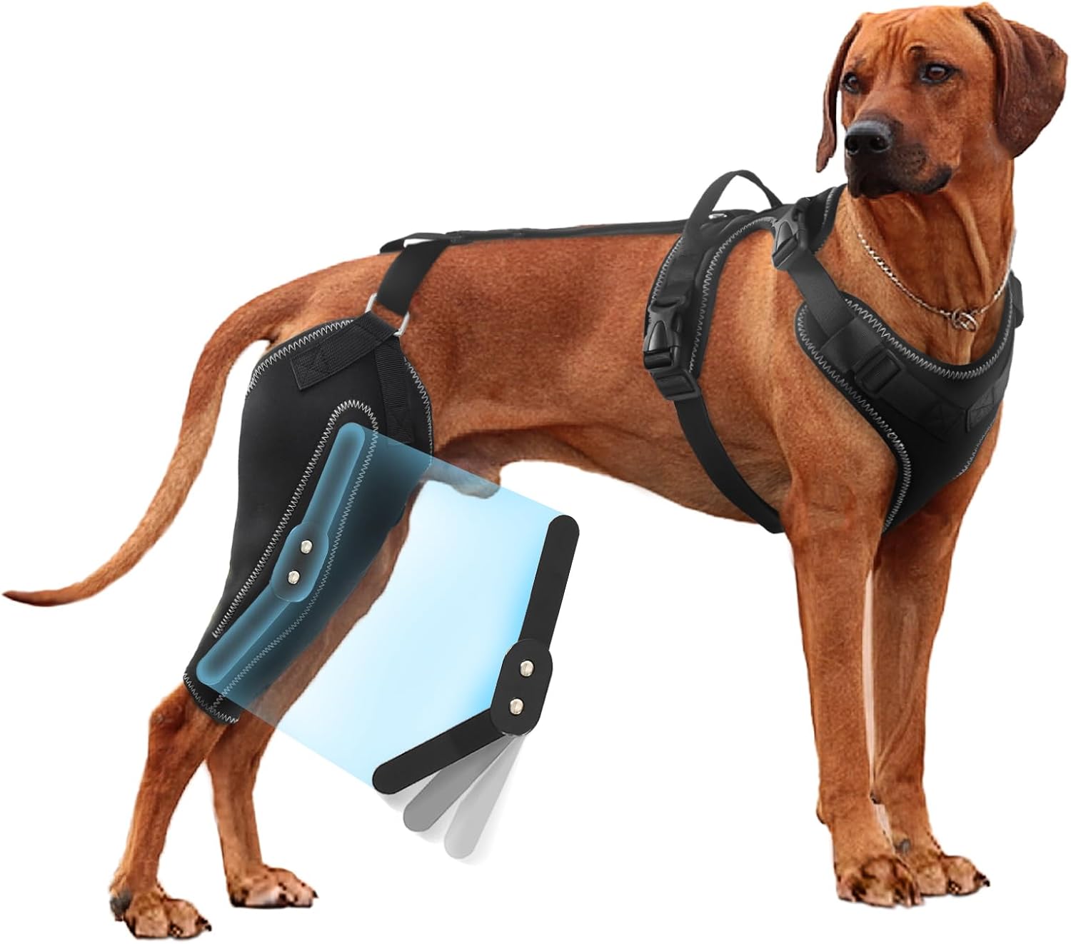 Amazon.com : RISURRY Dog Knee Brace Support for Back Legs with Metal ...