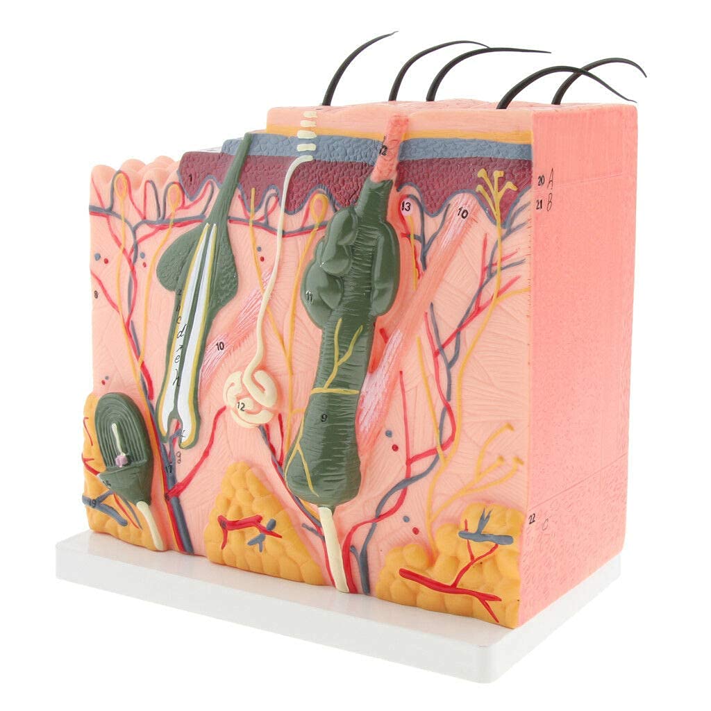 Buy Generic Skin Model 50 d Anatomical Skin Magnified Tissue Structure ...