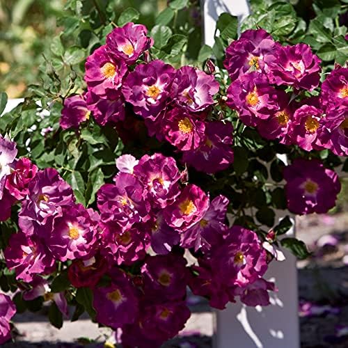 Amazon.com : Heirloom Roses Climbing Rose Plant - Arborose® Quicksilver ...