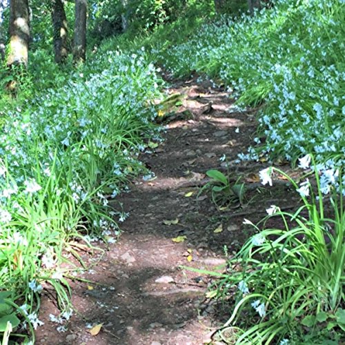 Play She Follows the Light by Kiran Joseph on Amazon Music