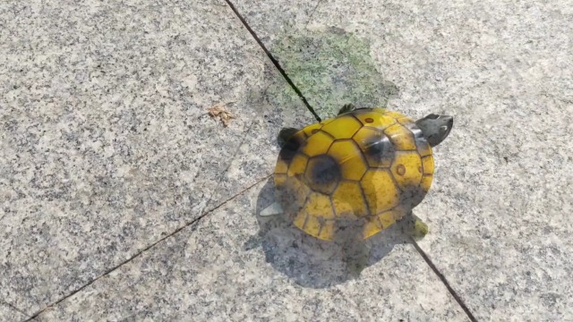 Watch rc turtle toy remote control Tortoise Kids Toddler Gifts on ...