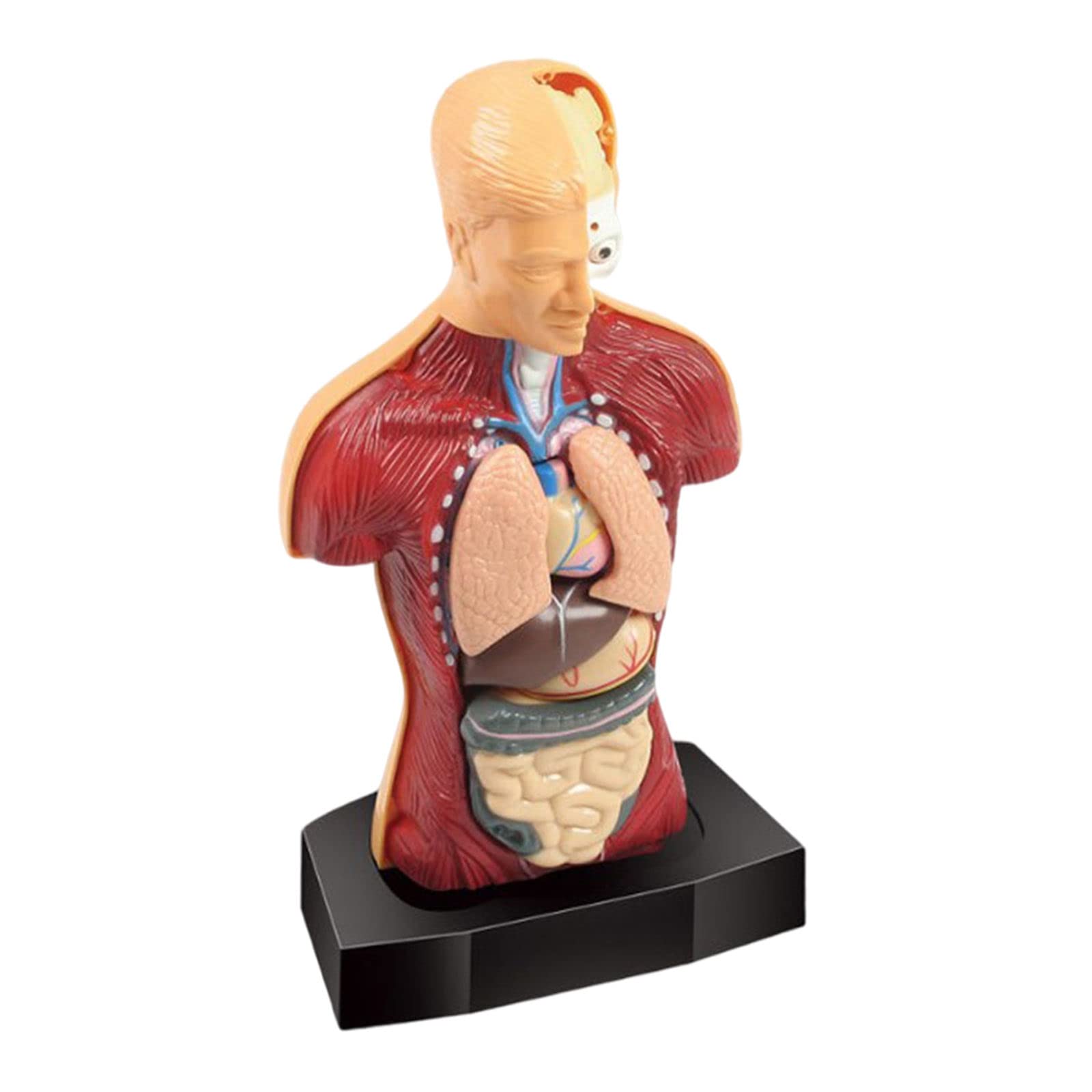 Buy Perfeclan Anatomy Model Human Body, Anatomical Medical Internal ...
