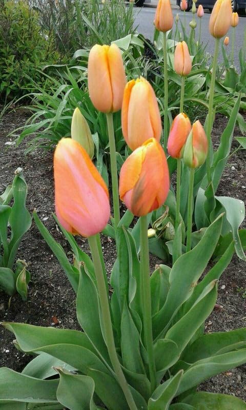 RADHA KRISHNA AGRICULTURE® Tulip Lily Flower Bulbs | lite brown Variety ...