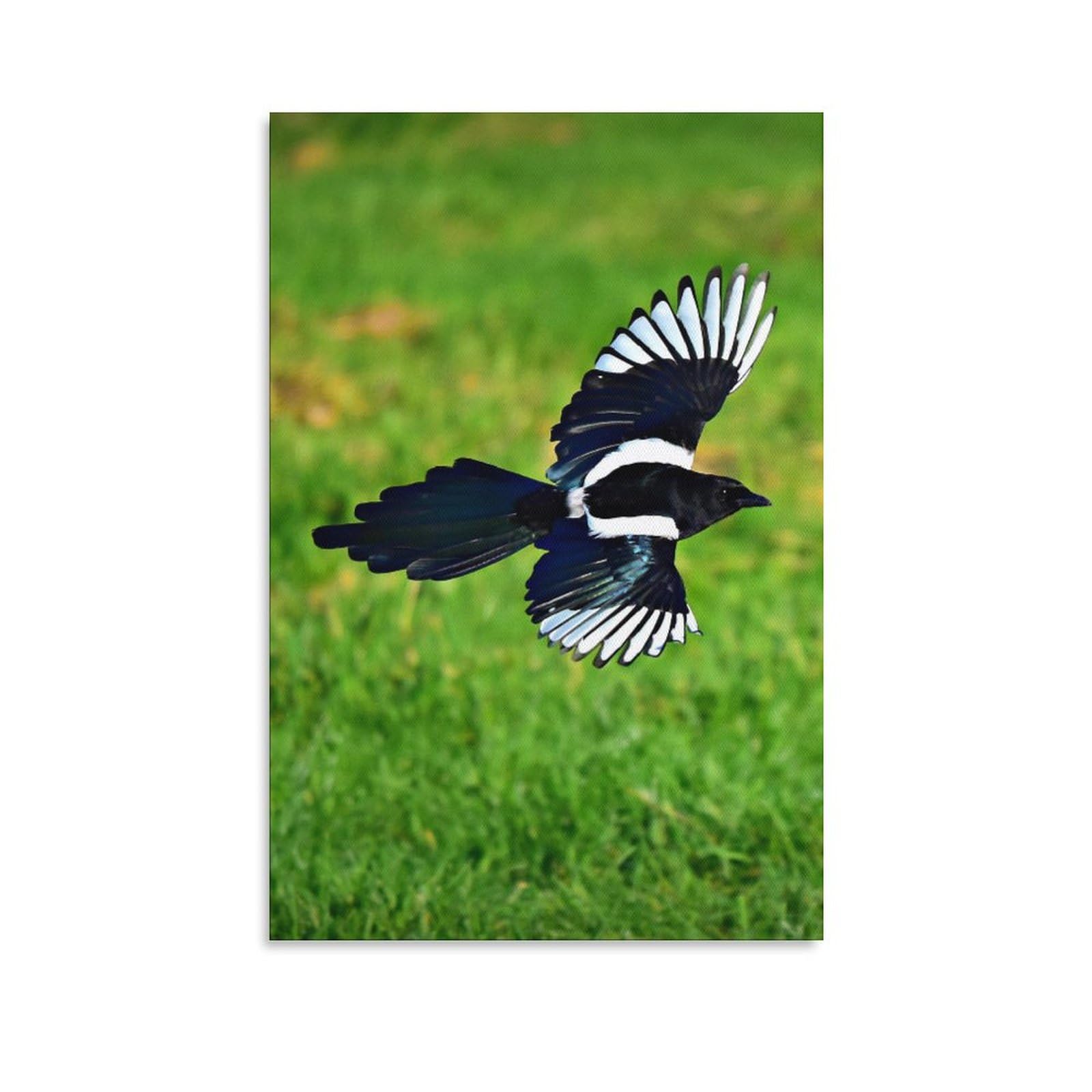 Eurasian Magpie Flying