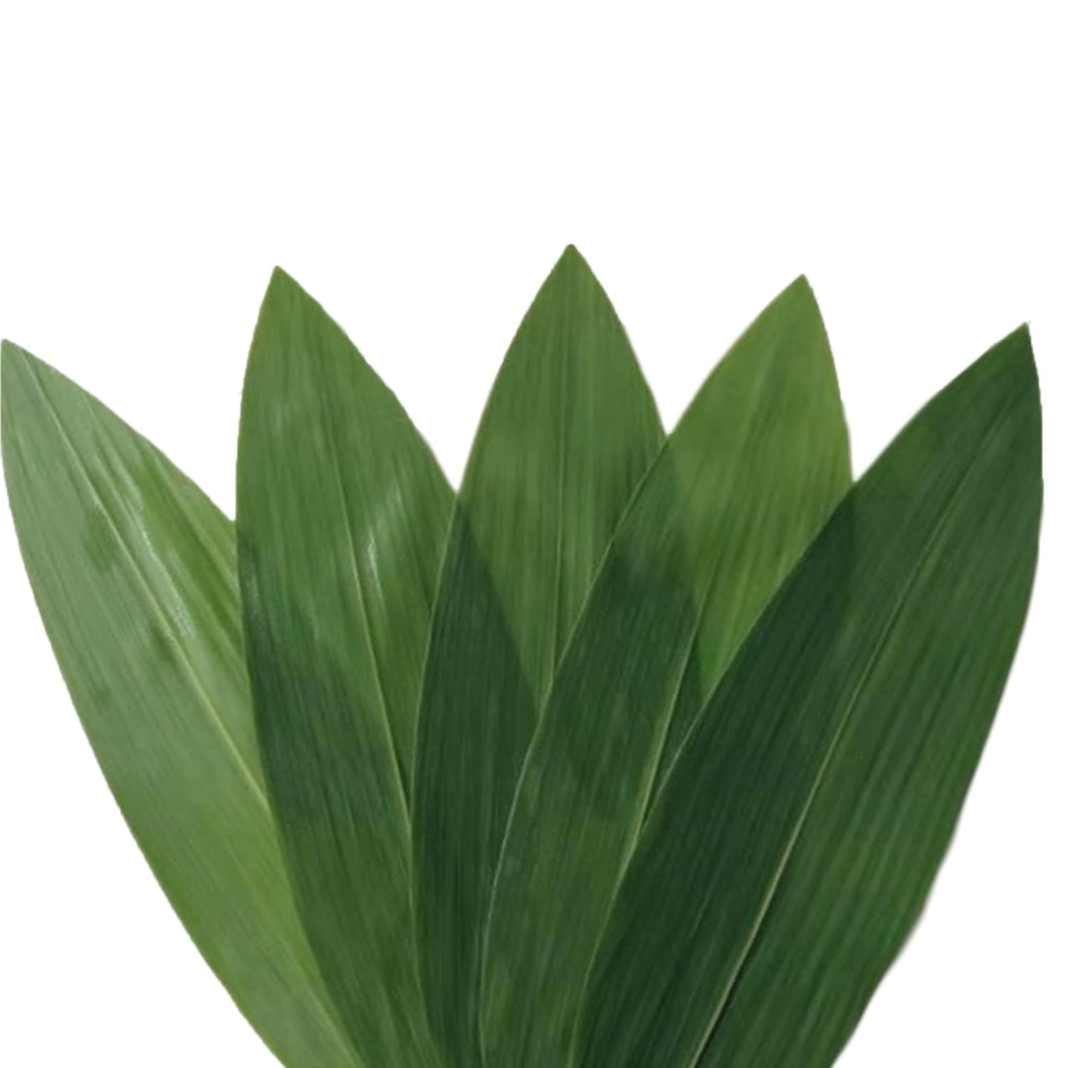 Amazon.com: 200pcs - SAYWARM Fresh Bamboo Leaves Mild Aroma Green ...