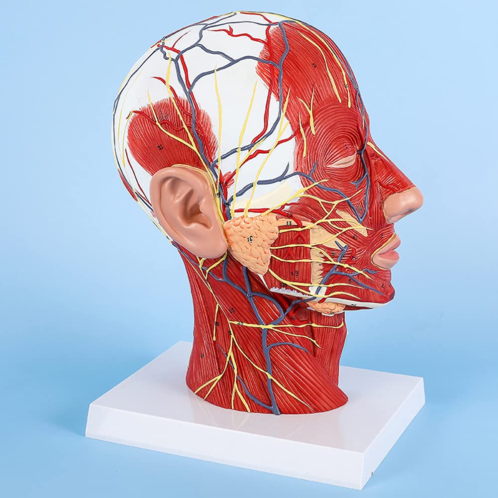 Buy NXX Human Half Head Superficial Neurovascular Musculature Model ...