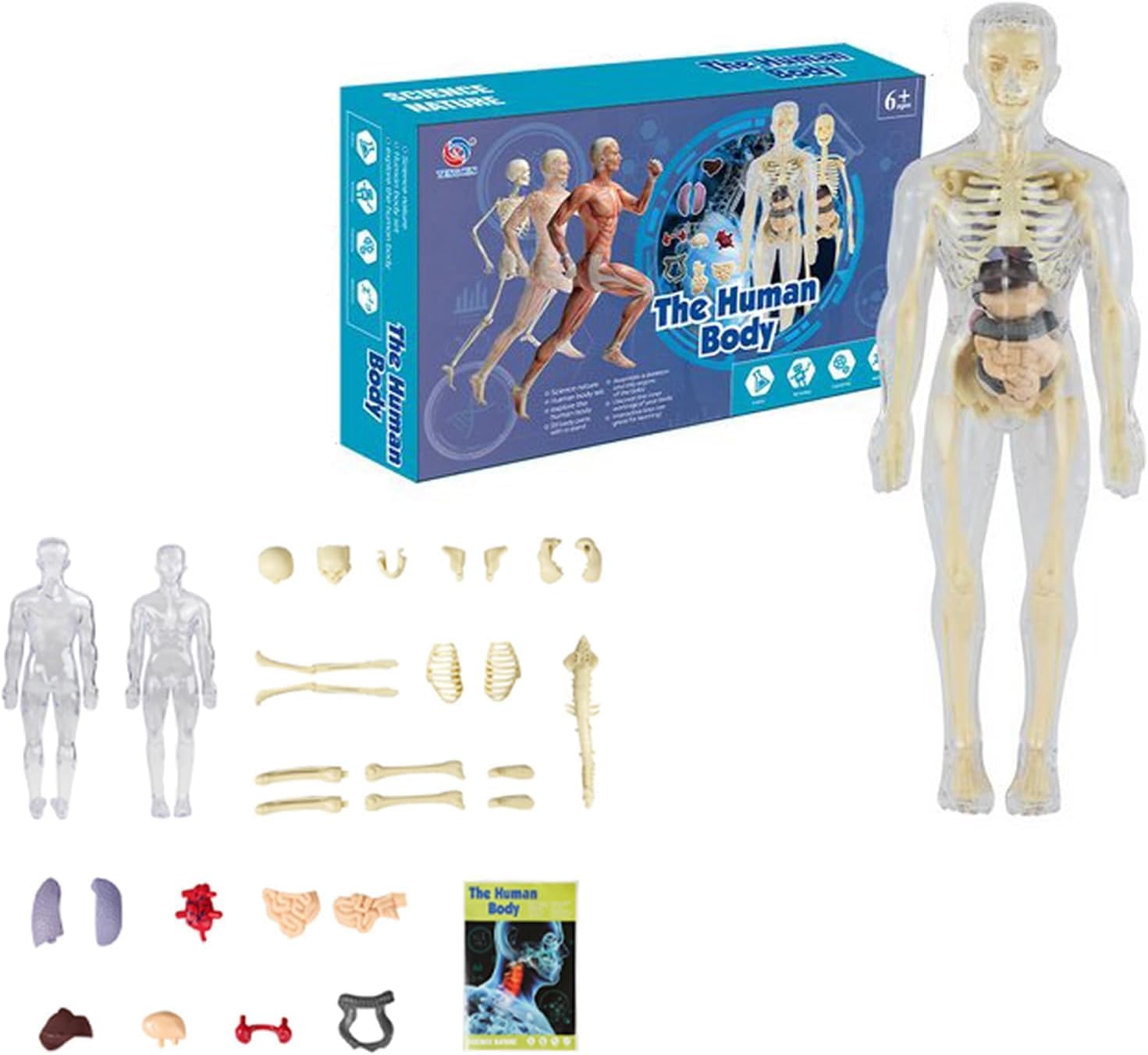 Paquete de 2 modelos de cuerpo humano para niños, cuerpo humano ...