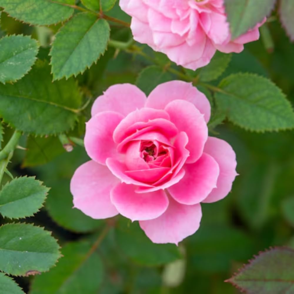 Bellissime Rose Rosa Search Rosa 418 | Holex Flower