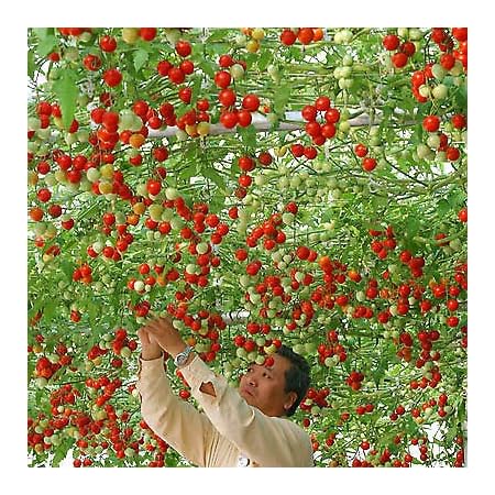 Seeds Point Giant Italian Tree Tomato Trip L Crop Vegetable Seeds - 10 ...